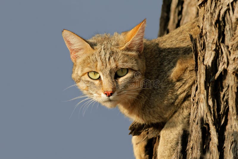 Chat africain sauvage photo stock. Image du afrique, carnassier - 7651642