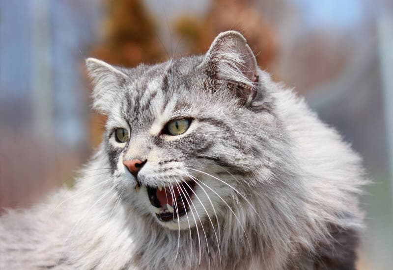 Chat agressif photo stock. Image du furry, captivité - 16110690