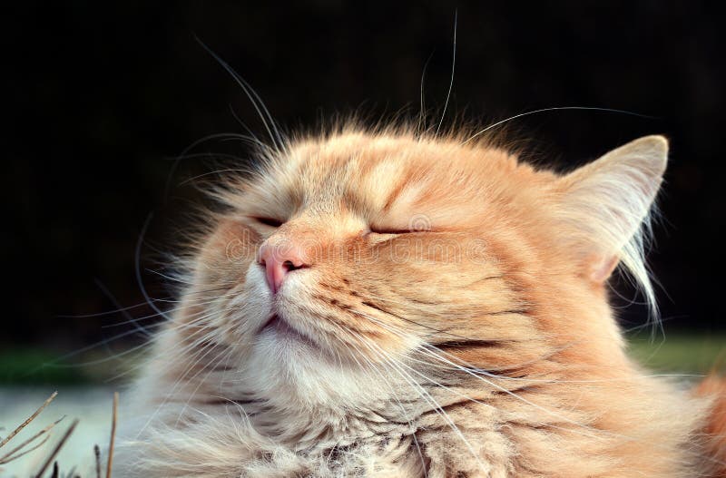 Chat assez heureux et fier photo stock. Image of regard - 38907650