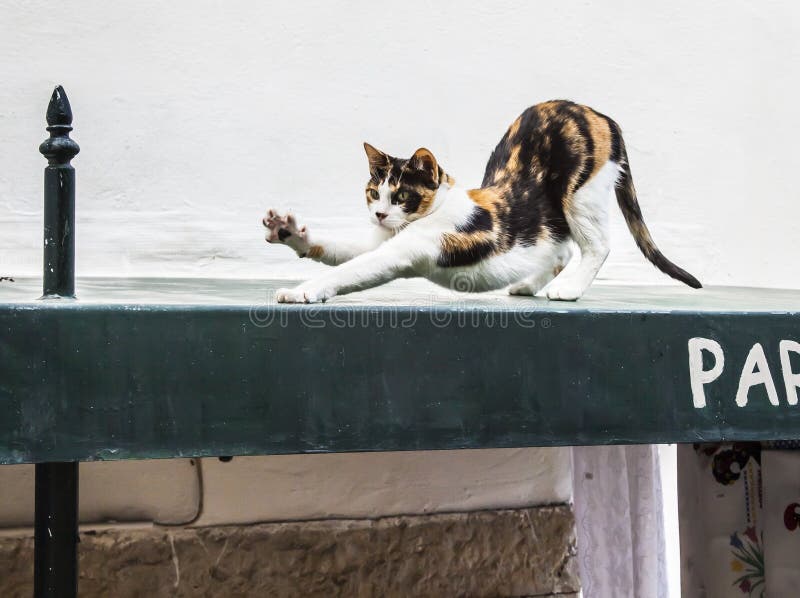 Chat avant saut image stock. Image du pets, village, toit - 49297219
