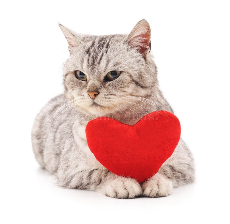 Chat Avec Le Coeur De Jouet Photo stock - Image du chat, domestique ...