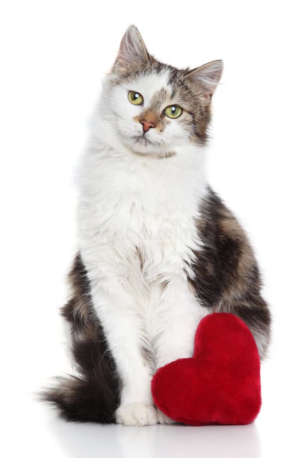 Chat Avec Le Coeur Rouge De Valentine Image stock - Image du domestique ...