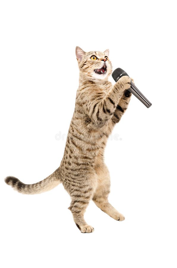 Chat avec le microphone photo stock. Image du matériel - 91001802