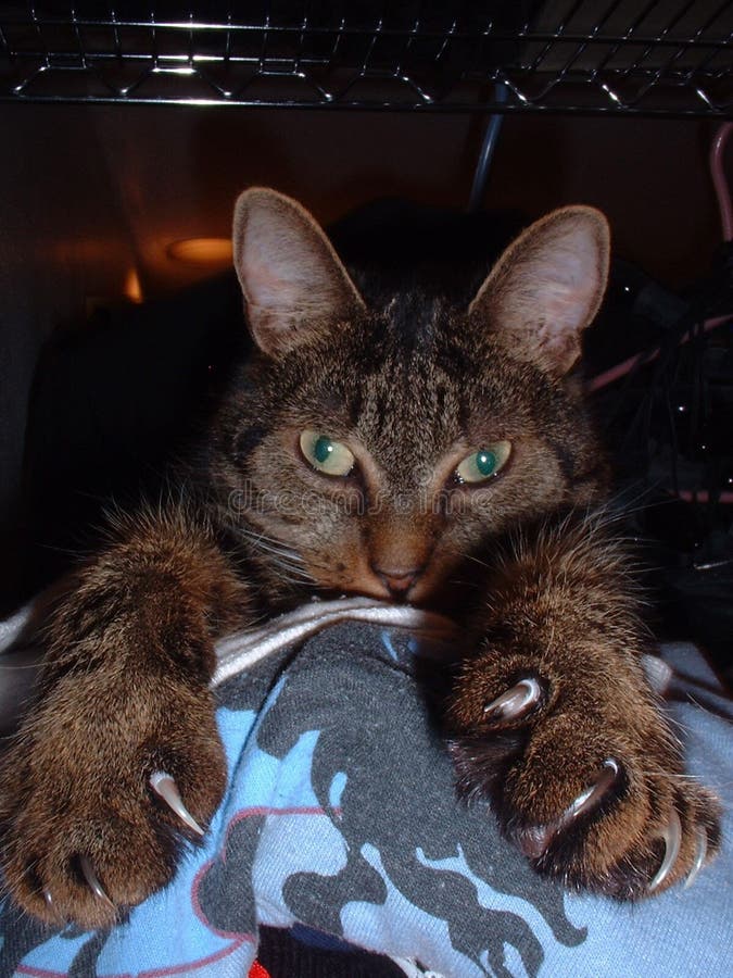 Chat avec les griffes 2 image stock. Image du chat, griffe - 25463