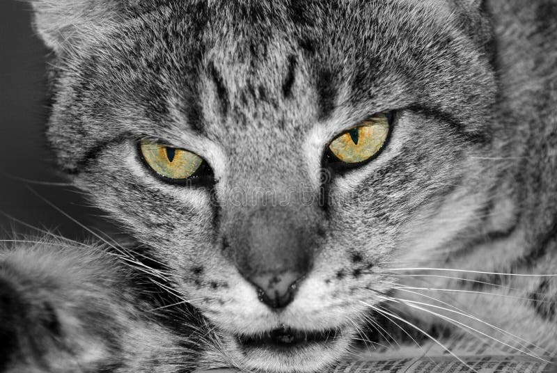 Un Chat Noir Regarde Fixement Avec Les Yeux Jaunes Image stock - Image ...