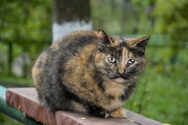 Chat Avec Les Yeux Malades. Image stock - Image du refus, tête: 40151033