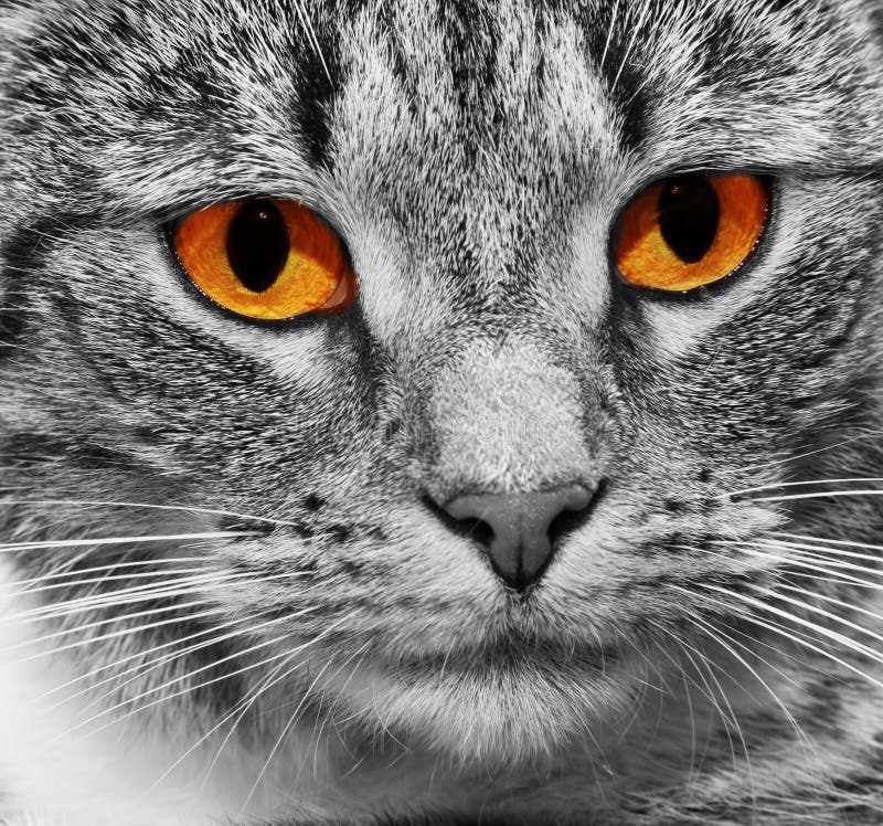 Chat avec les yeux rouges photo stock. Image du rouges - 73914066