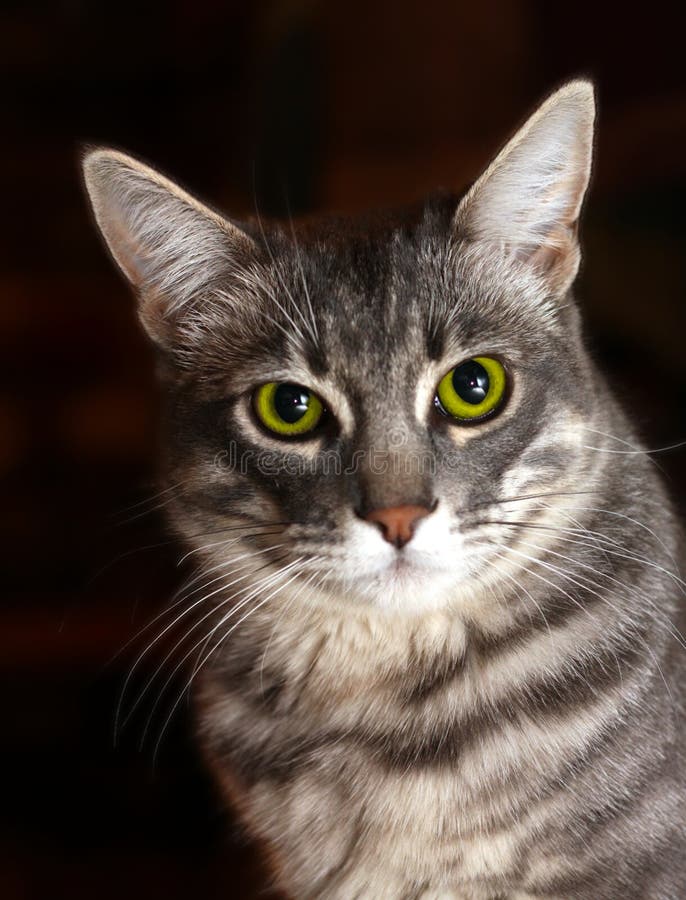 20,451 Photos de Tête De Chat Avec Les Yeux Verts - Photos de stock ...