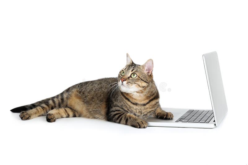 Chat Avec Ordinateur Portable Image stock - Image du portable, fond ...