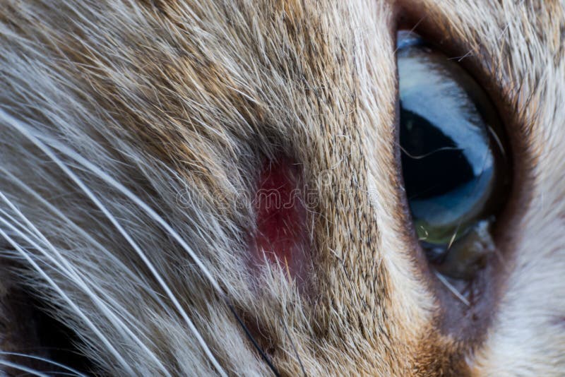 Chat Avec Une Petite Blessure Traumatique Sur Le Visage Image stock ...