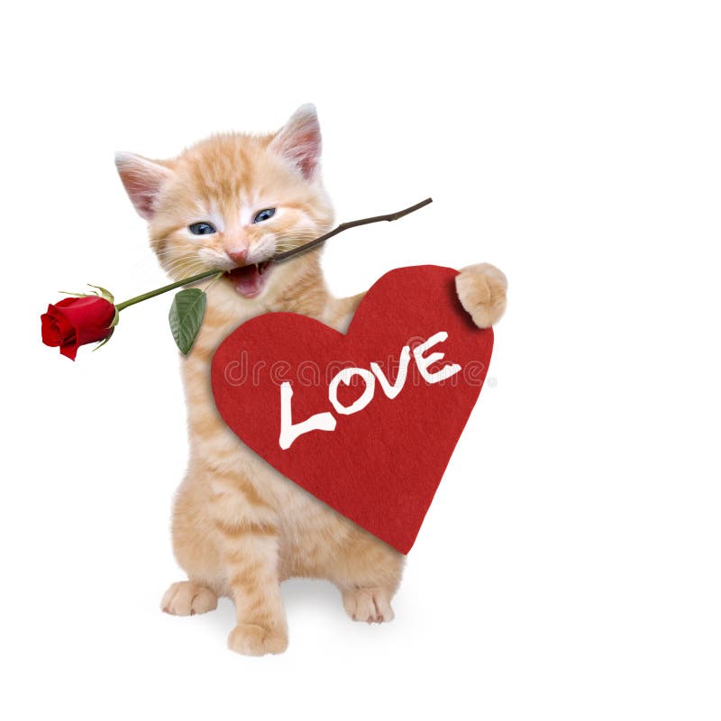 Chat Avec Une Rose Rouge Et Un Coeur Rouge Photo stock - Image du ...