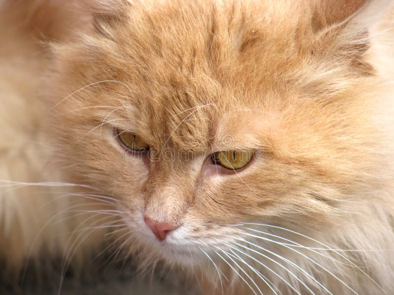Chat beige photo stock. Image du domestique, mignon, couleur - 12677398