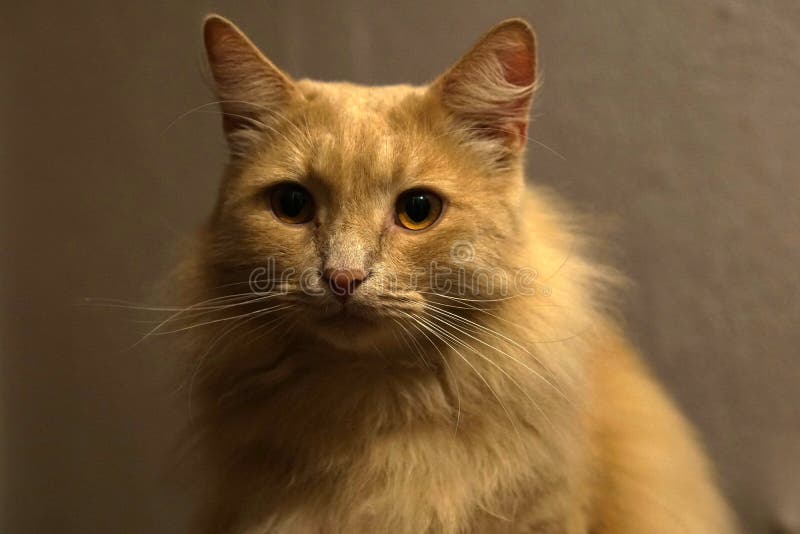 Chat beige photo stock. Image du britannique, persan - 74022312