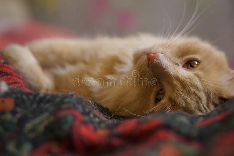 Chat beige photo stock. Image du britannique, persan - 74022312