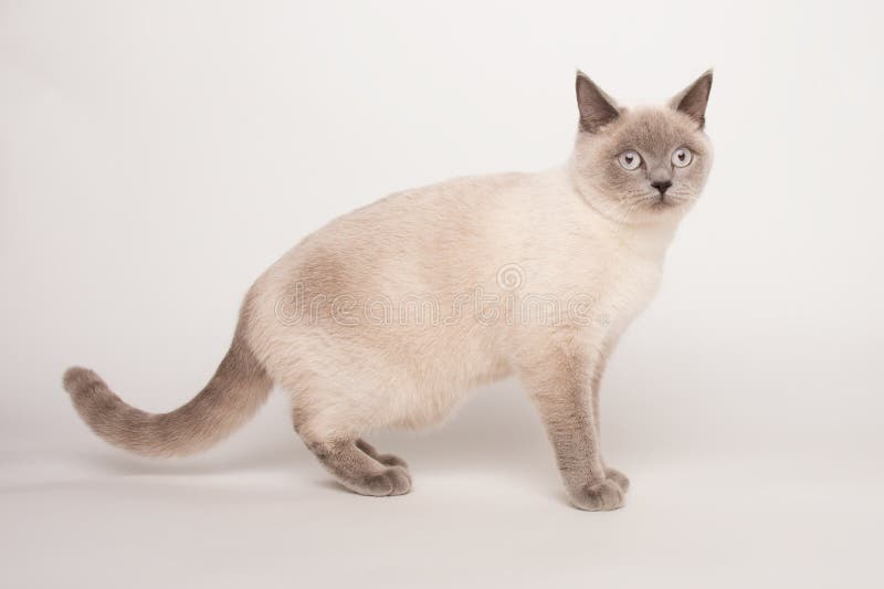 Chat Beige Sur Le Fond Blanc Photo stock - Image du mélangé, mignon ...