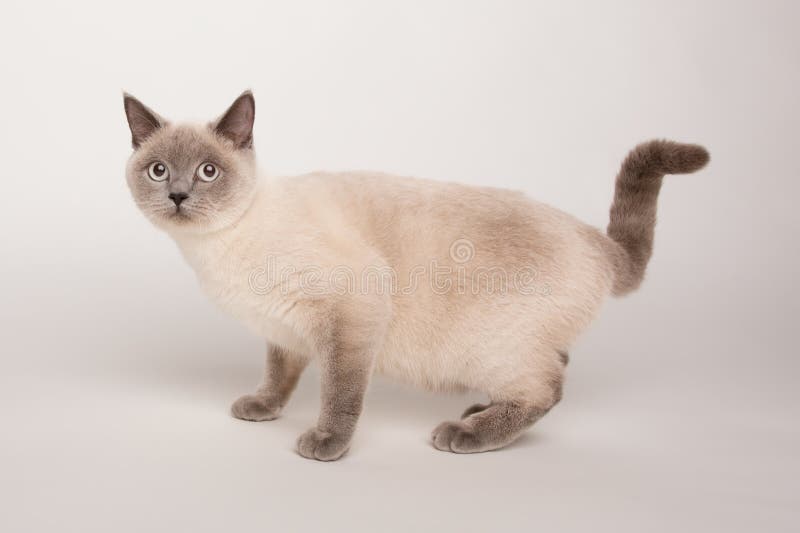Chat Beige Sur Le Fond Blanc Photo stock - Image du chat, poilu: 47868174