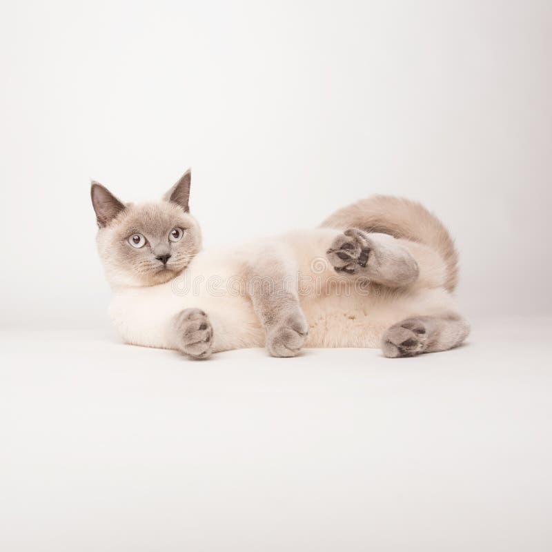 Chat Beige Sur Le Fond Blanc Photo stock - Image du mélangé, mignon ...