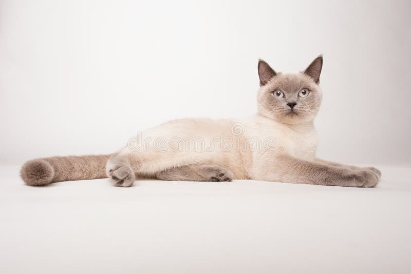 Chat Beige Sur Le Fond Blanc Photo stock - Image du mélangé, mignon ...