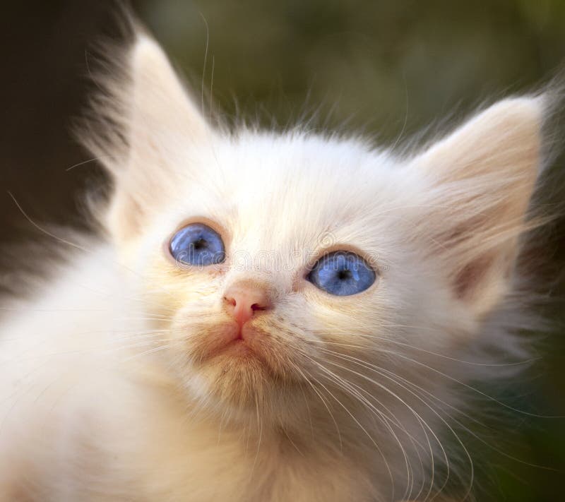 Chaton albinos image stock. Image du yeux, mammifère - 14694881