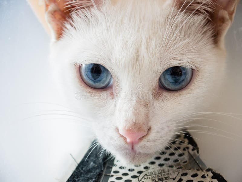 Chat blanc photo stock. Image du favoris, civette, loucher - 41010416