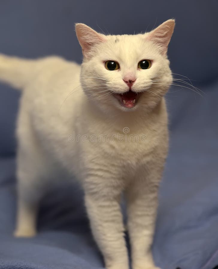Chat blanc albinos image stock. Image du découpage, adorable - 110227925