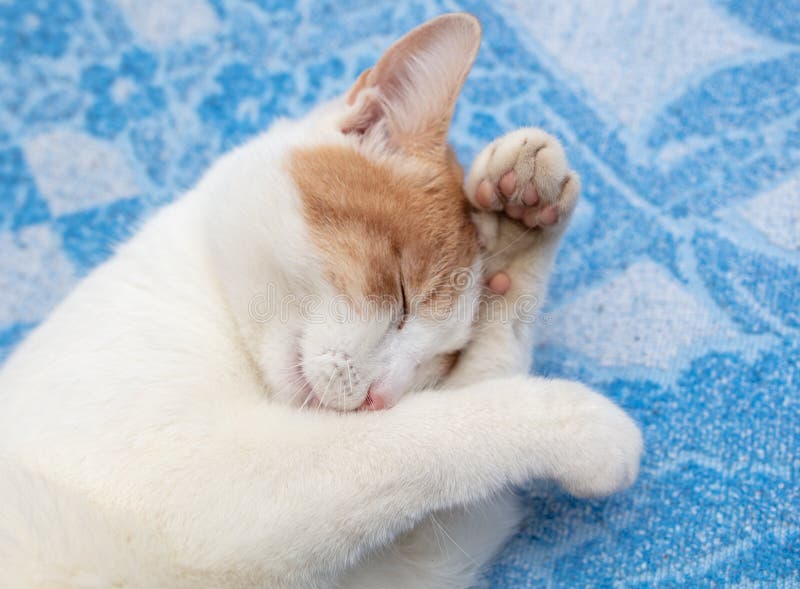 Chat Blanc Avec Des Taches Rouges Dort Photo stock - Image du chat ...
