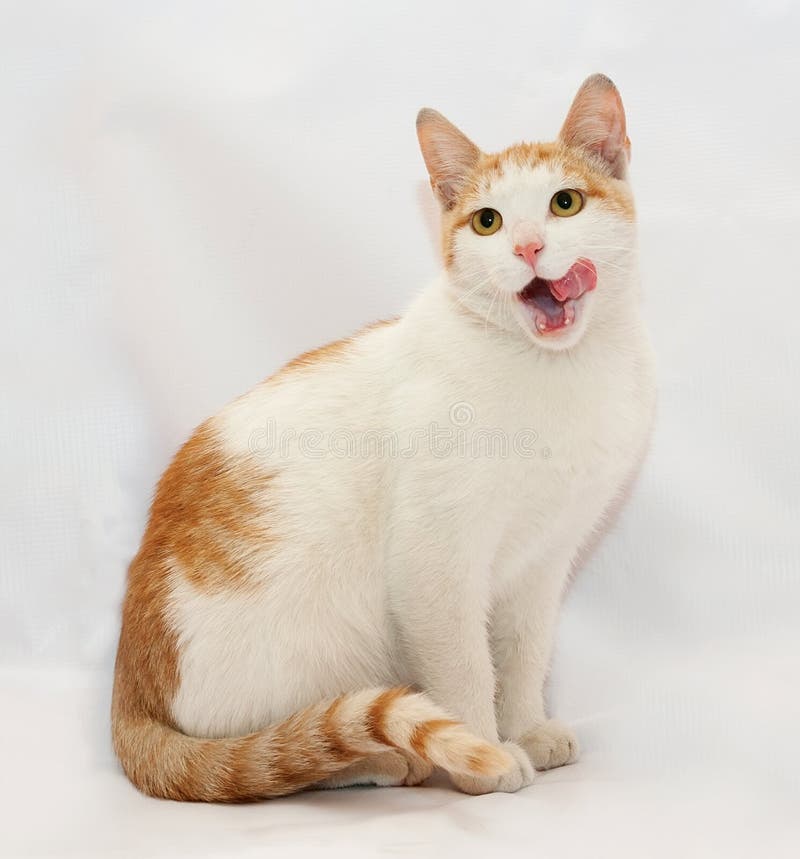 Chat Blanc Avec Les Taches Rouges Collant Sa Langue Photo stock - Image ...