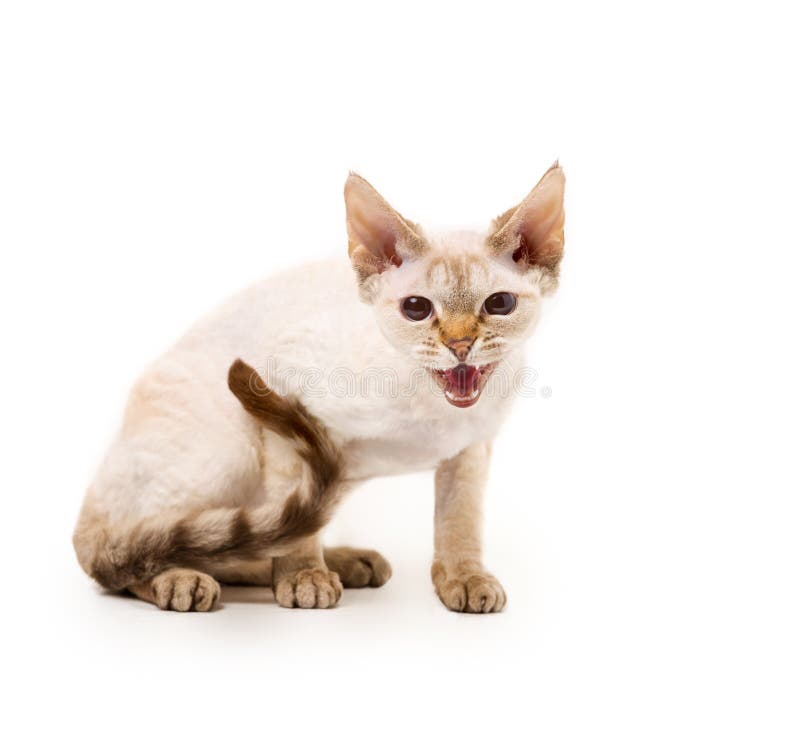 Chat Blanc De Loup-garou De Lykoi Photo stock - Image du adorable ...