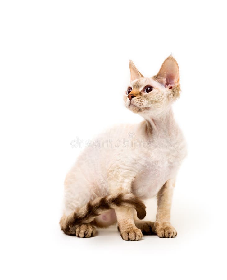 Chat Blanc De Loup-garou De Lykoi Image stock - Image du verticale ...