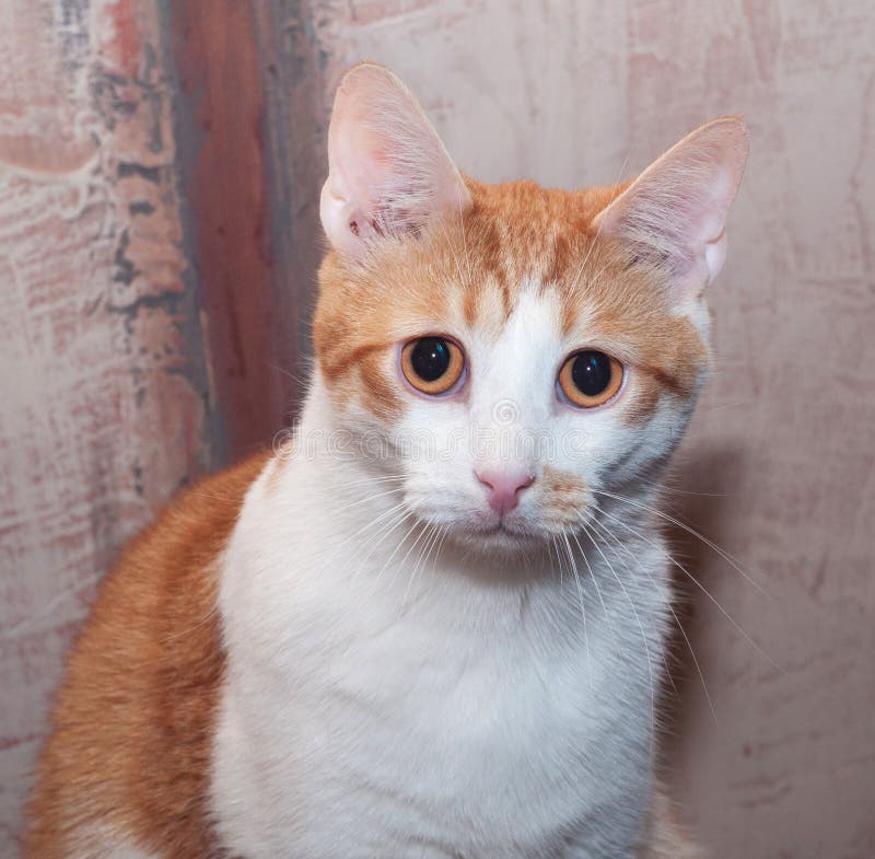 Chat Blanc Roux Triste Avec Les Yeux Oranges Image stock - Image du ...