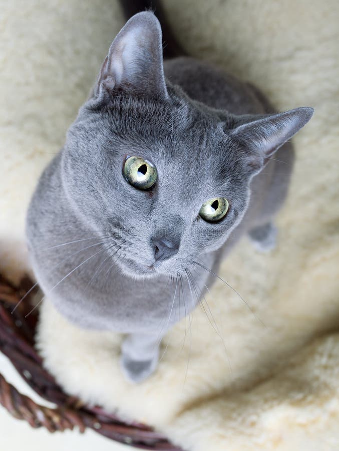 Chat bleu russe image stock. Image du couleur, félin - 19172923