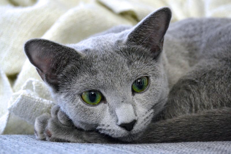 Chat bleu russe image stock. Image du mignon, race, collet - 72706279
