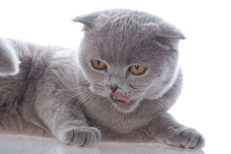 Chat britannique image stock. Image du domestique, félin - 9721533