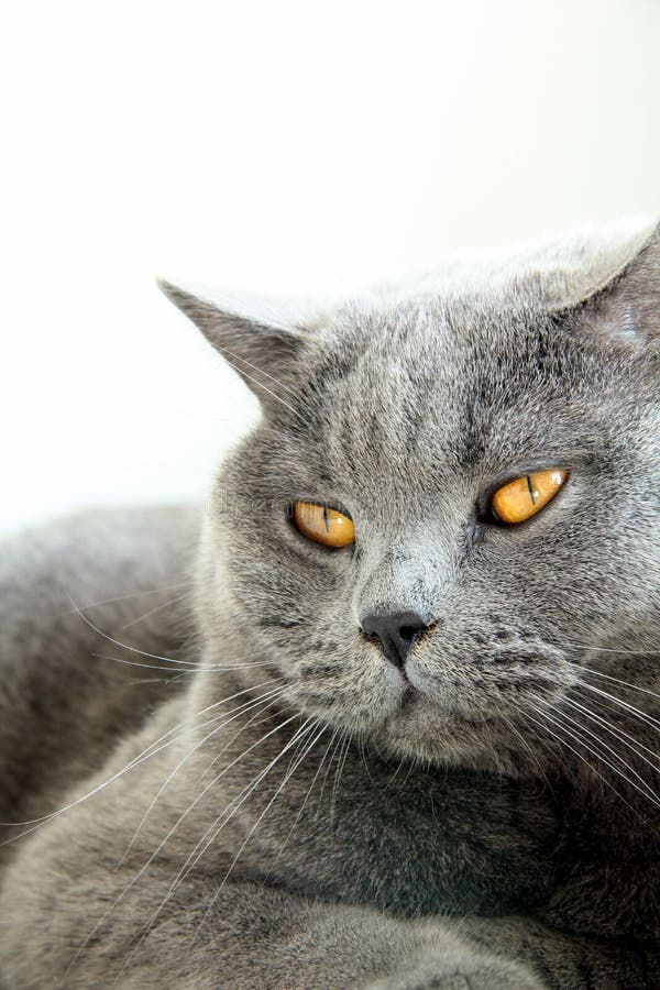 Fermez-vous Vers Le Haut Du Profil Du Chat Britannique De Shorthair ...