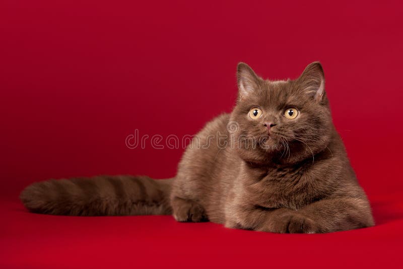 Chat britannique image stock. Image du félin, pièce, verticale - 23581675