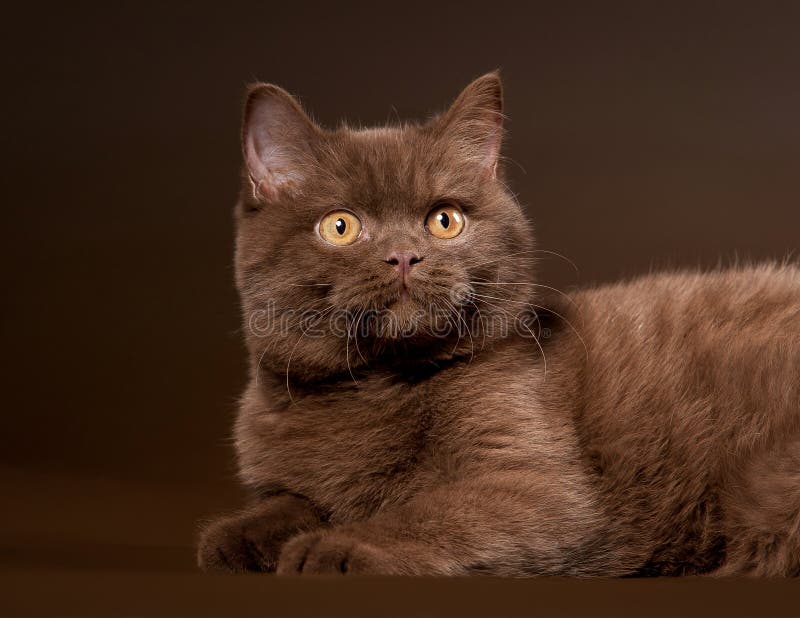 Chat britannique photo stock. Image du pièce, mensonge - 23861516
