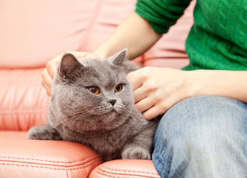 Chat Gris Britannique Se Trouvant Sur Un Divan Rouge Photo stock ...