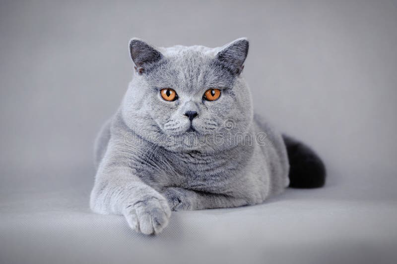 Chat Britannique Adulte De Shorthair Image stock - Image du yeux ...