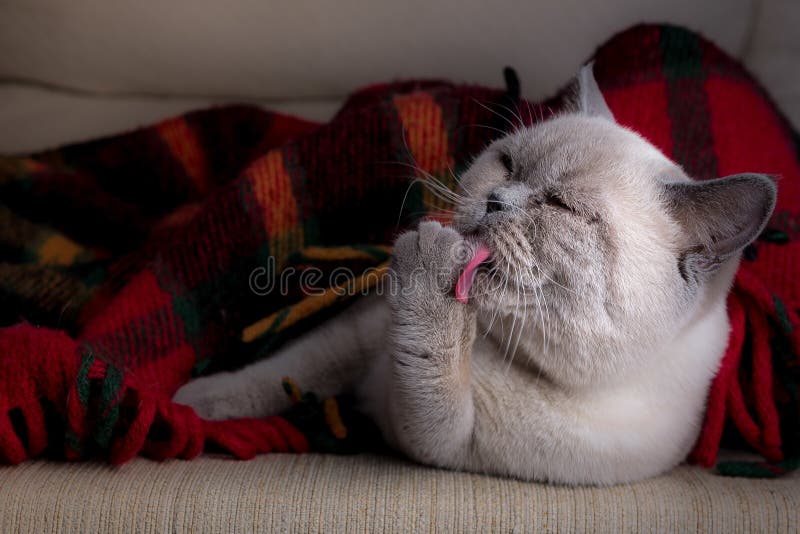 Chat Britannique De Colorpoint De Shorthair Image stock - Image du ...