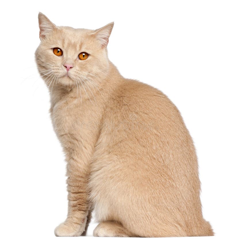 Chat Britannique De Shorthair, Chaton, 4 Mois Image stock - Image du ...