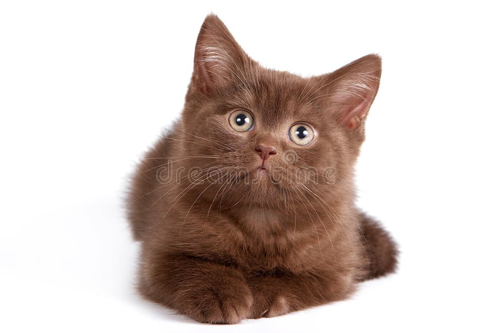 Chat Britannique De Shorthair Photo stock - Image du chaton, attention ...