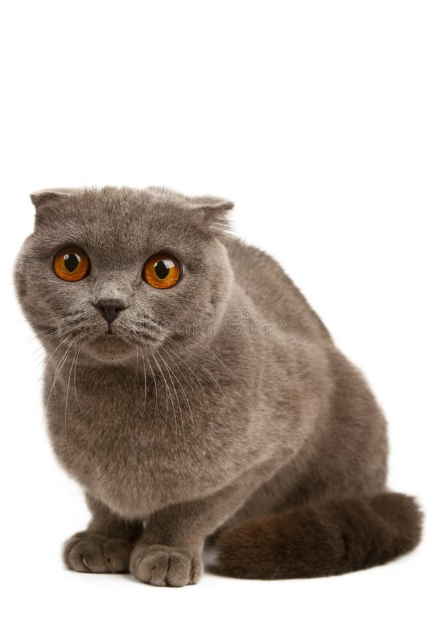 Chat des Anglais Shorthair image stock. Image du gris - 30986055