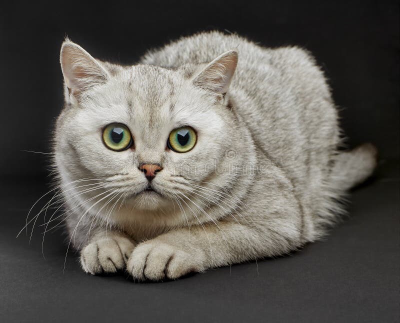 Chat Britannique De Shorthair Image stock - Image du minou, mensonge ...