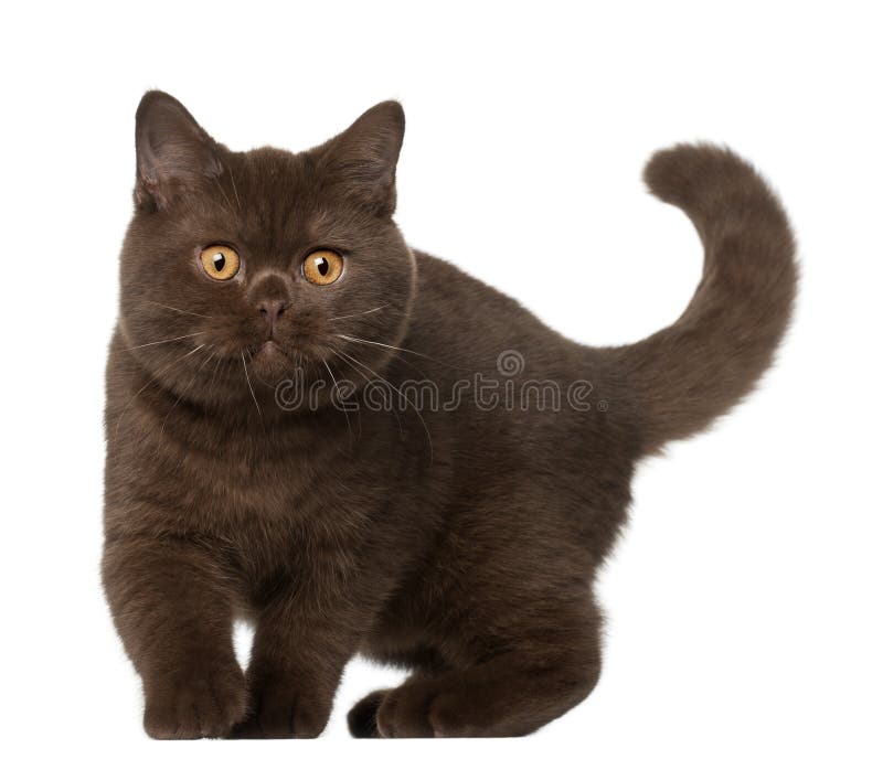 Chat Britannique De Shorthair, Chaton, 4 Mois Image stock - Image du ...