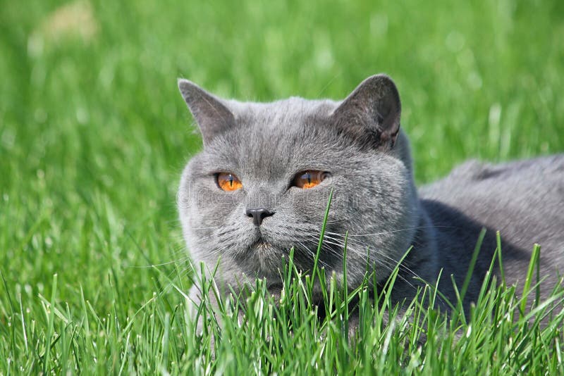 Chat Britannique Gris Dans L'herbe Photo stock - Image du zone, jeune ...