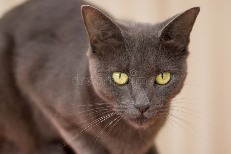 Chat brun chocolat photo stock. Image du favori, alerte - 69286576