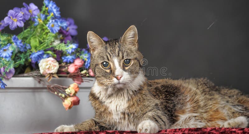 Brun Et Blanc Mignon Tabby Shorthair Chat Avec De Grands Yeux Photo ...