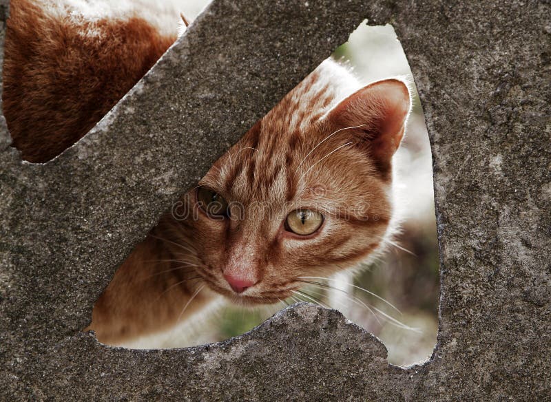 Chat brun sauvage photo stock. Image du defenceless, curieux - 4194304