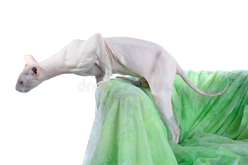 Chat chauve de Peterbald image stock. Image du chaton - 12127533