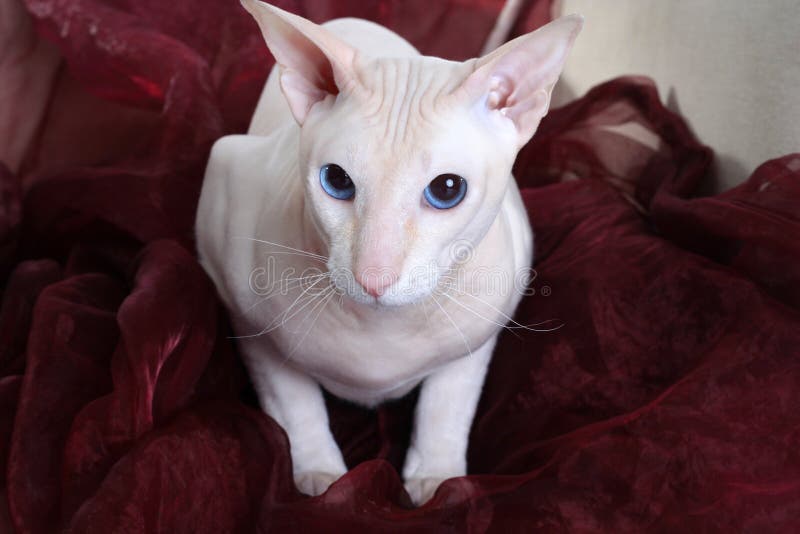 Chat chauve de Peterbald image stock. Image du chaton - 12127533